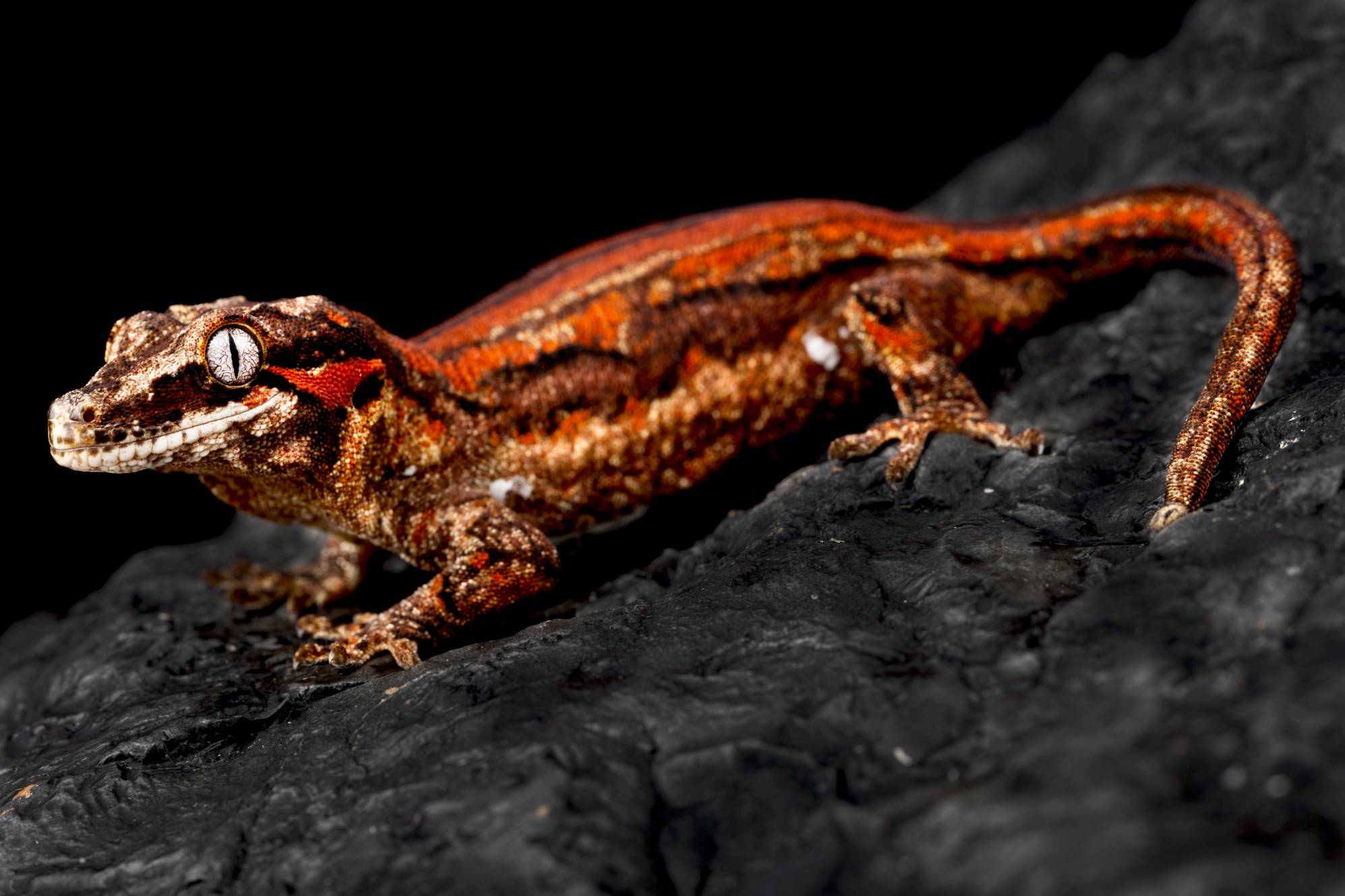 10 Gargoyle Gecko Morphs & Colors: Info & Facts (With Pictures) | PangoVet