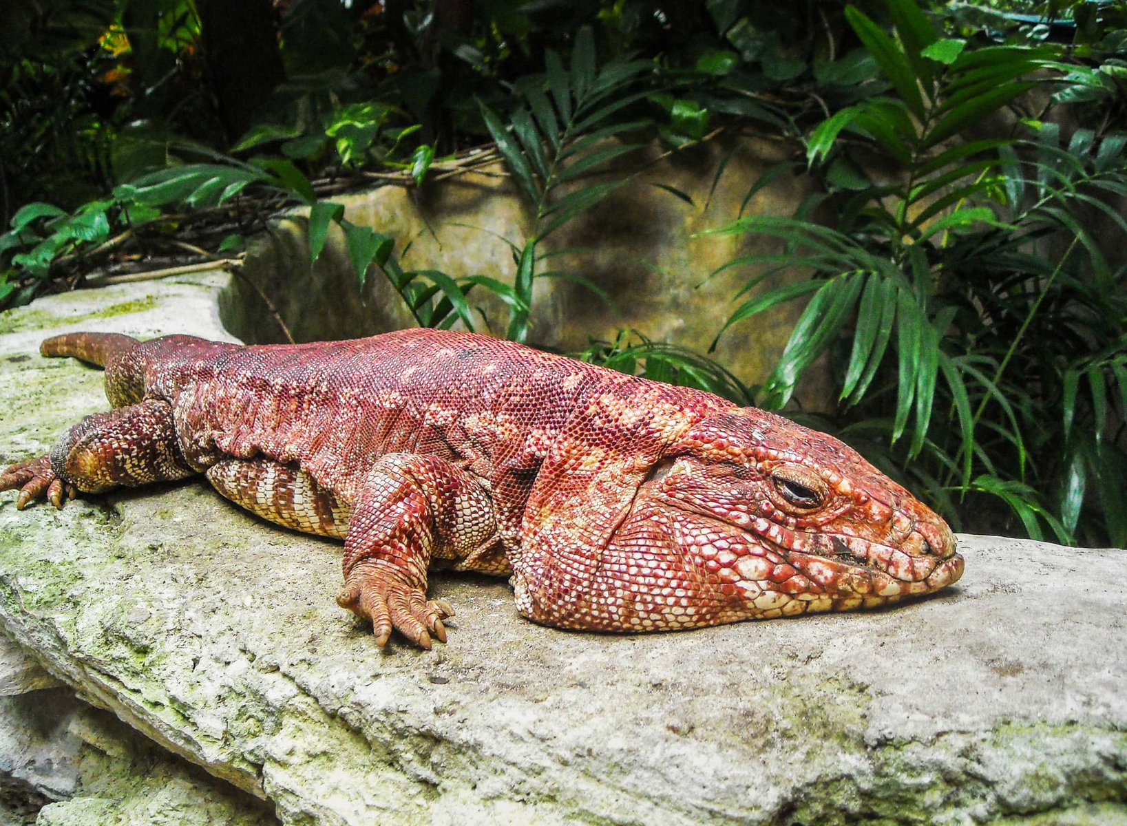 14 Types of Tegu Lizards: Species, Colors & Morphs (With Info ...