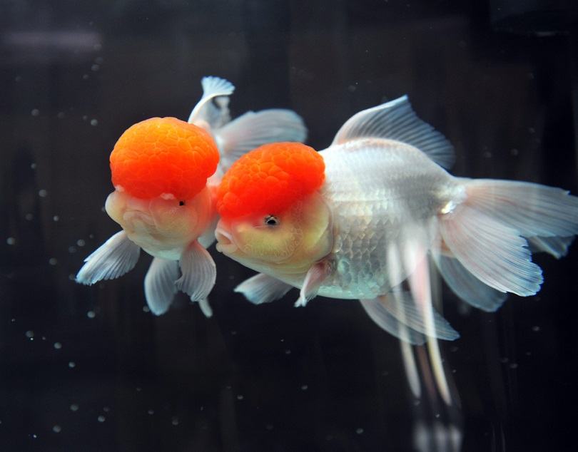 Oranda Goldfish: Info, Pictures, Care Guide, Varieties, Lifespan & More ...