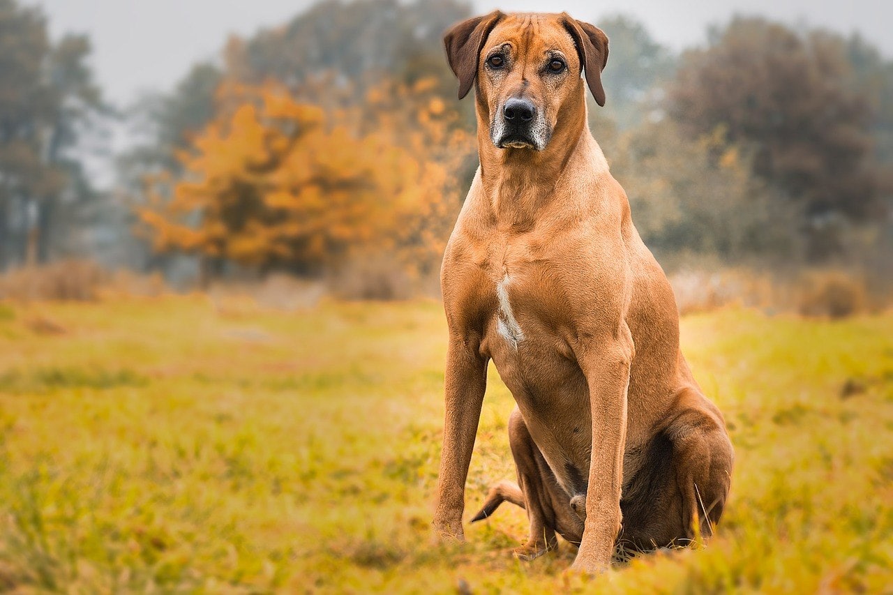 Rhodesian Ridgeback Dog Breed Guide: Info, Pictures, Care & Traits ...