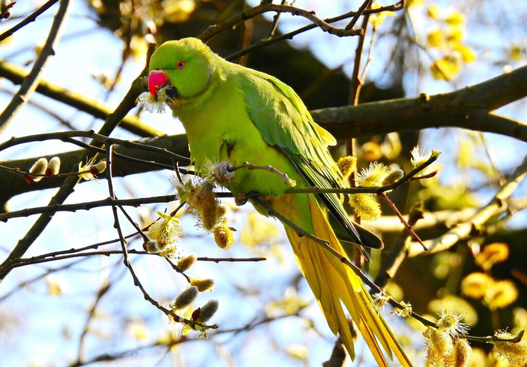 Rose-Ringed Parakeet: Info, Traits, History & Care (With Pictures ...
