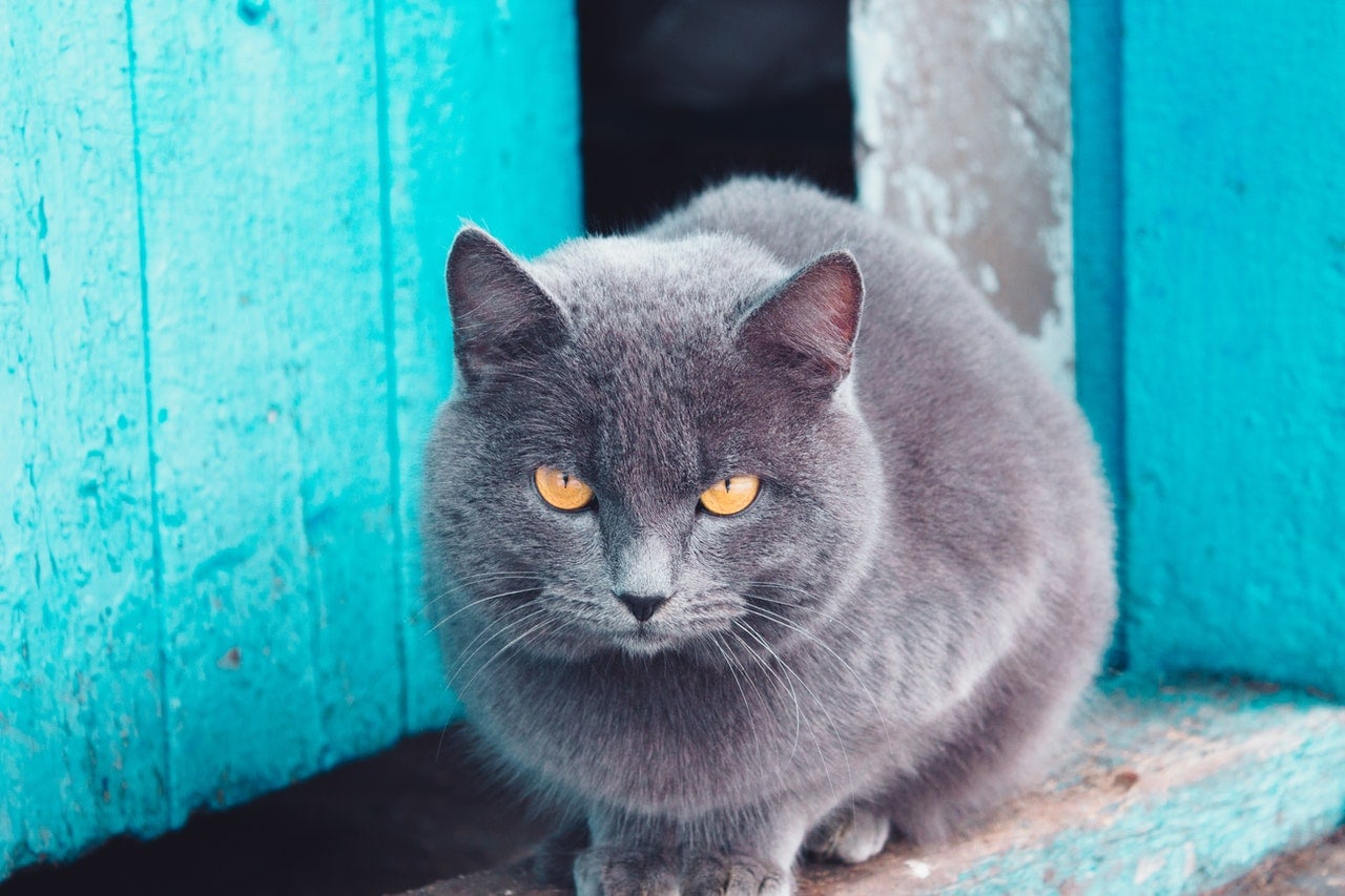 Russian Blue Cat Health Problems: 11 Common Concerns | PangoVet