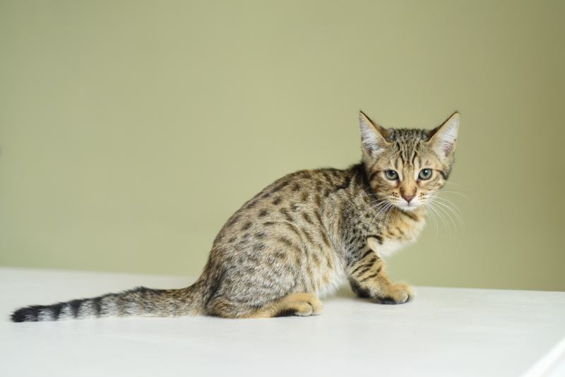 F5 savannah cat store
