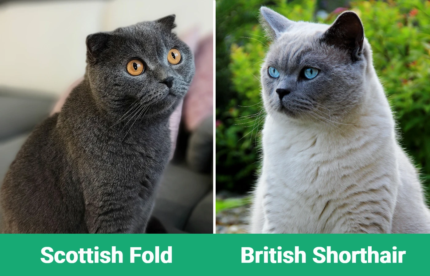 Scottish Fold vs British Shorthair: What's the Difference? (With ...