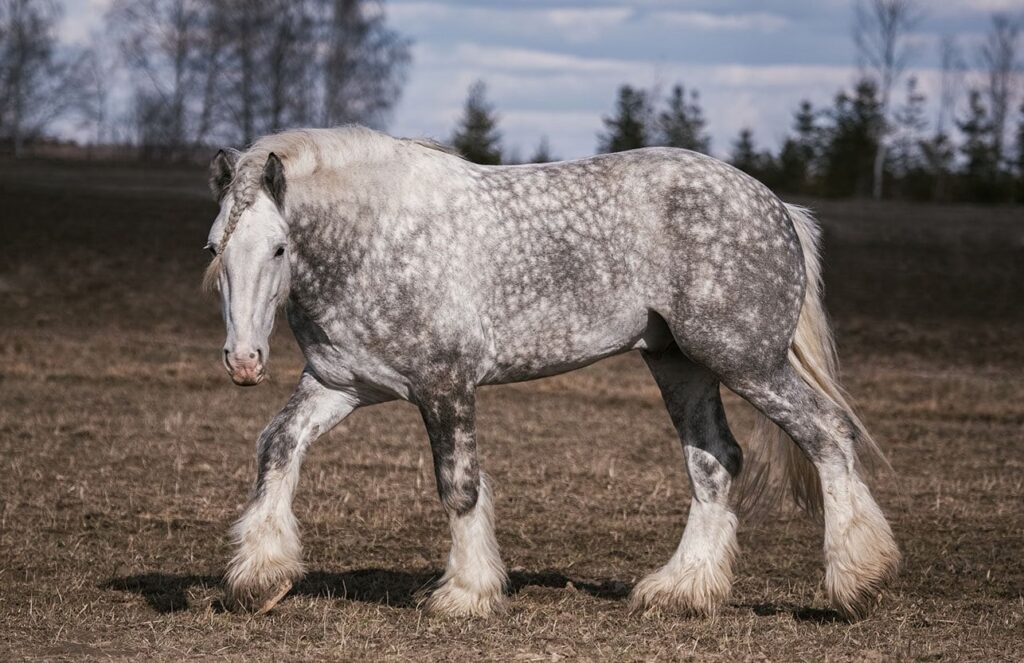 11 Draft Horse Breeds Commonly Used For Work (With Info & Pictures ...