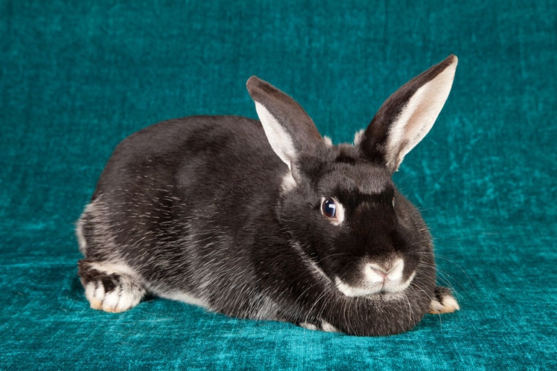 Silver Fox Rabbit: Info, Pictures, Traits, & Facts | PangoVet