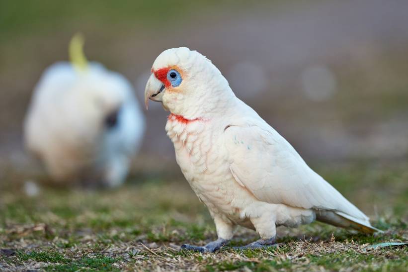21 Types of Cockatoo Species & Colors (With Info & Pictures) | PangoVet