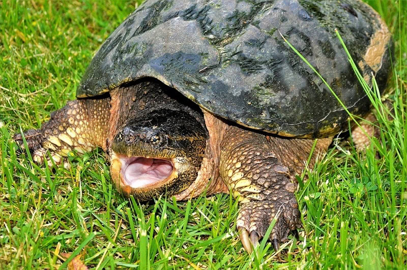 Snapping Turtle vs. Box Turtle: Key Differences (With Pictures) | PangoVet