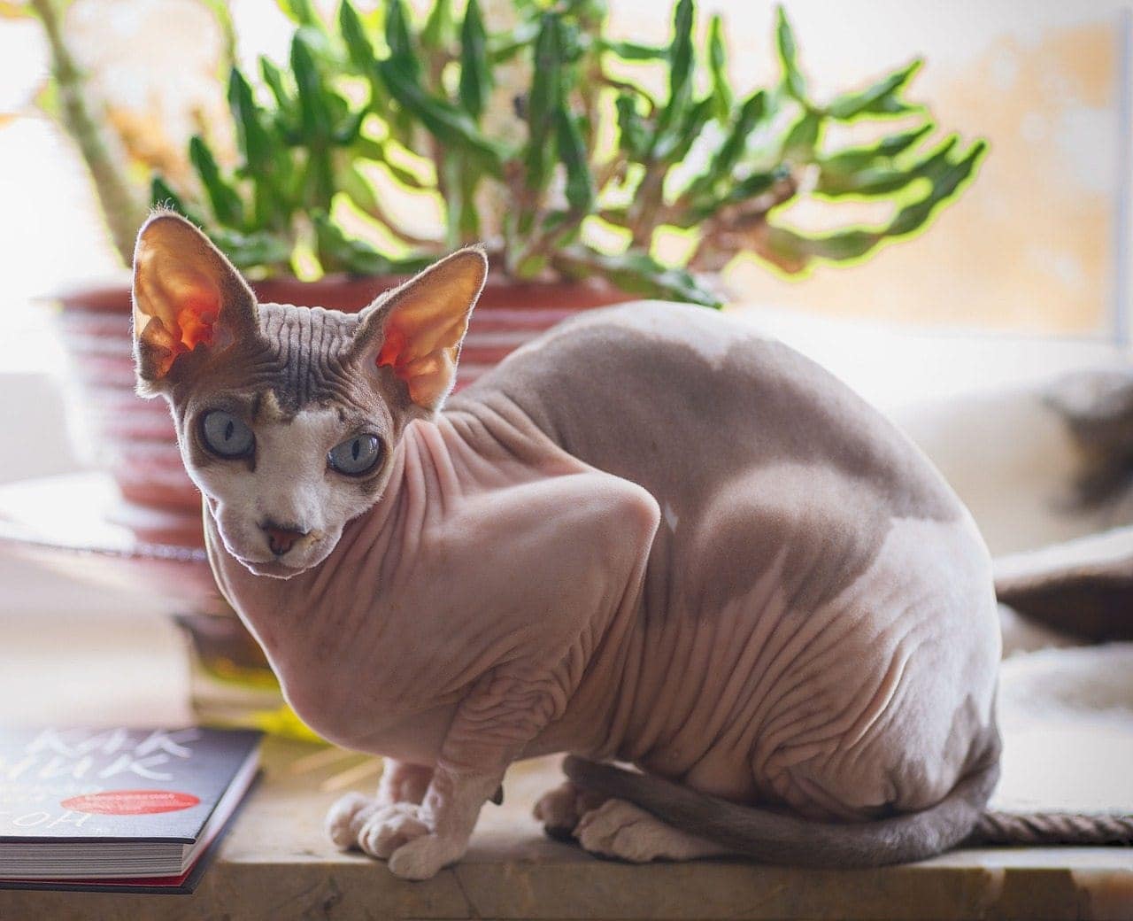 25 Fascinating Facts About Sphynx Cats You ll Be Surprised To Learn