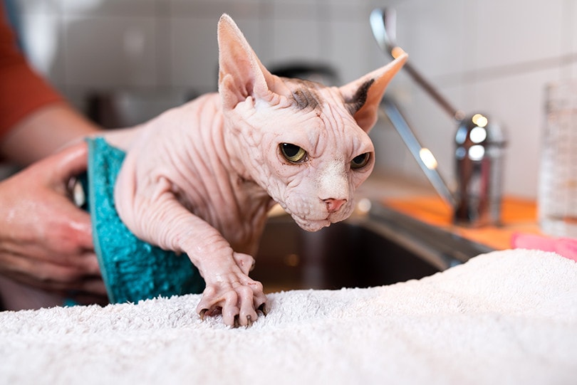 How to Groom Your Sphynx Cat: 8 Tips to Make Things Easy | PangoVet