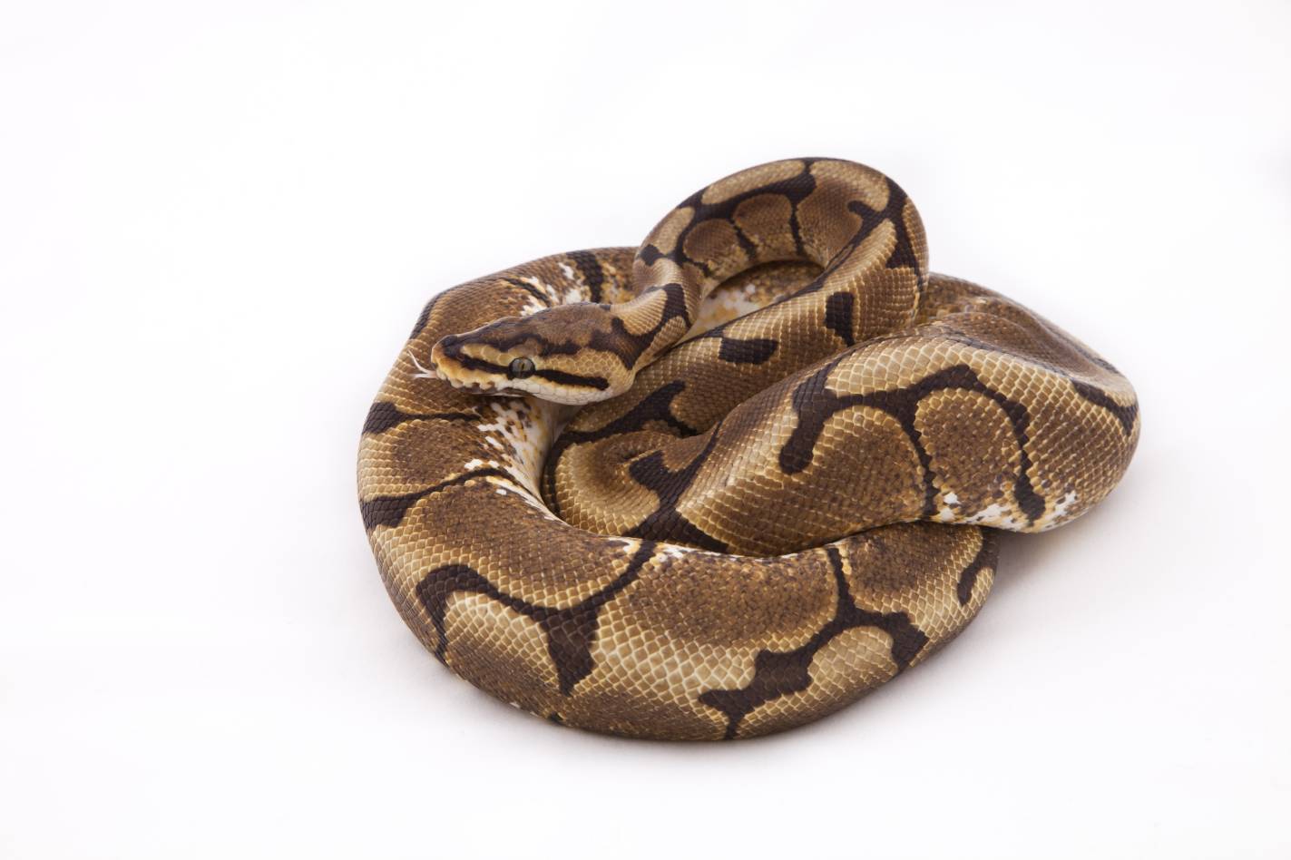 10 Interesting Spider Ball Python Morph Facts To Know (2025 Update ...