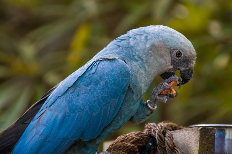 Is Spix’s Macaw Extinct? 2025 Update | PangoVet
