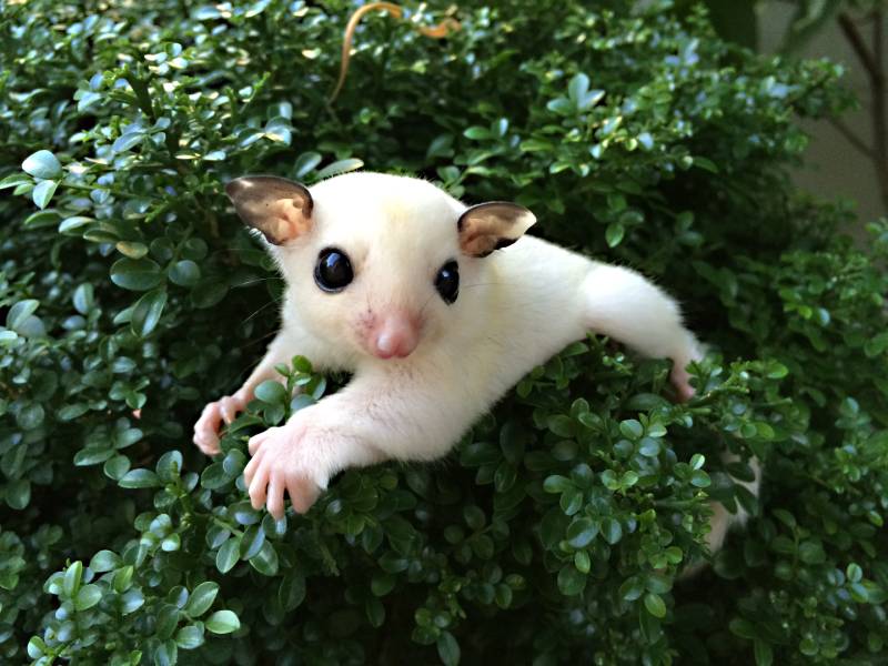 White Tip Sugar Glider 18 Sugar Glider Colors & Patterns (with