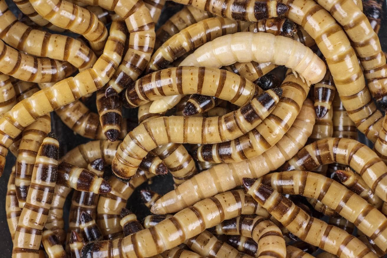 Can Turtles Eat Worms? Our Vet Answers | PangoVet