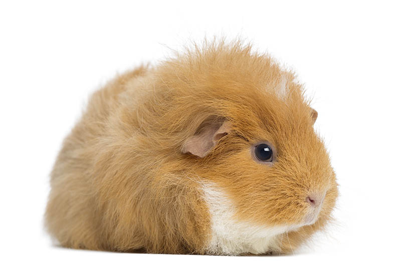 7 Rare Guinea Pig Breeds (With Info & Pictures) | PangoVet