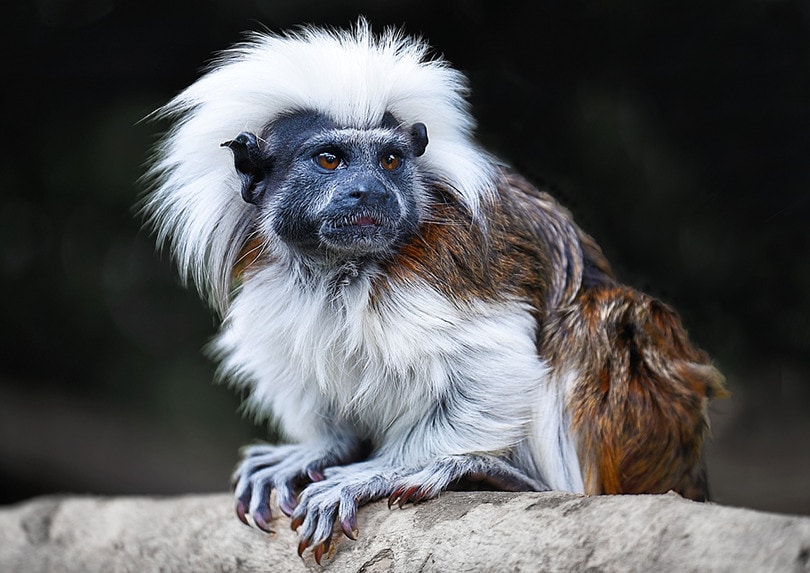 Do Tamarin Monkeys Make Good Pets? Facts & FAQ | PangoVet