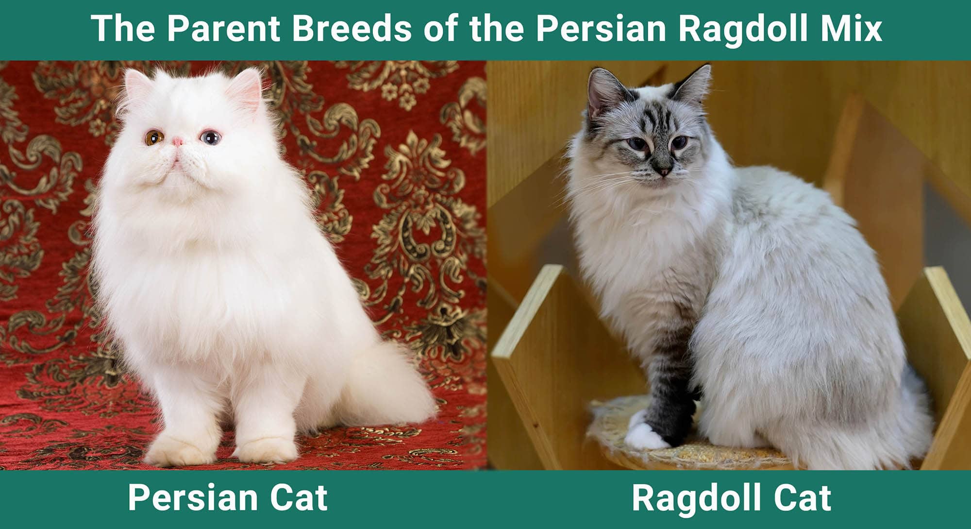 Persian Ragdoll Cat Mix: Info, Pictures, Care Guide & Traits | PangoVet