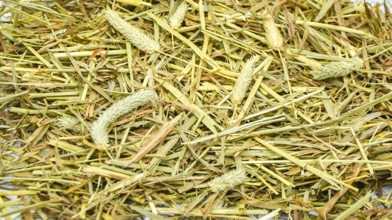 6 Types of Hay for Rabbits: Which One Is Best? (With Pictures) | PangoVet