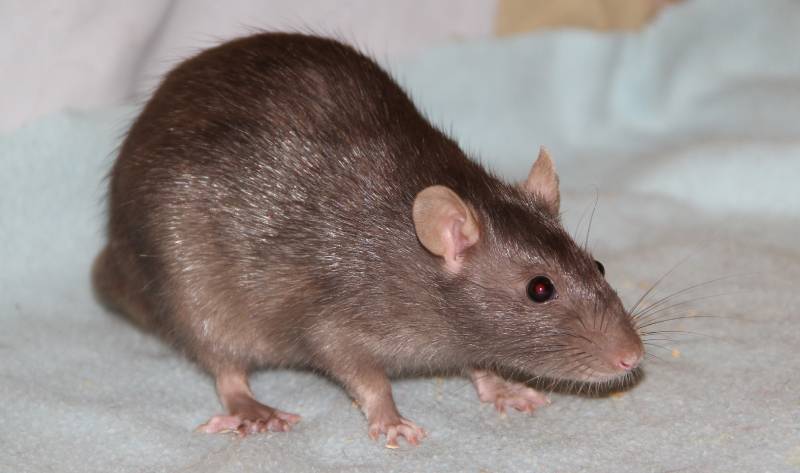 15 Interesting Facts About Rats: Vet-Approved Traits & History | PangoVet