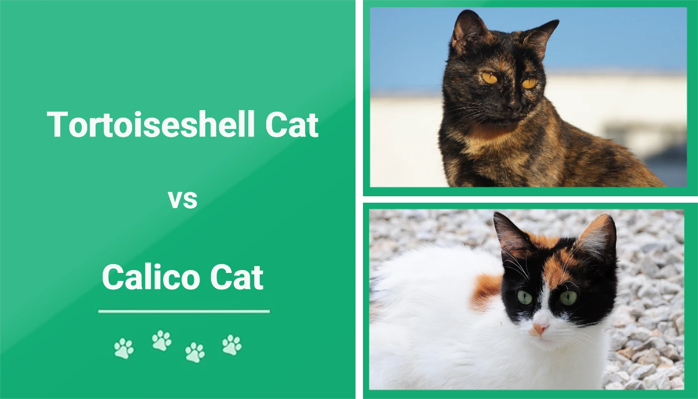 Tortoiseshell Cat vs. Calico Cat: Visual Differences & Overview (With ...
