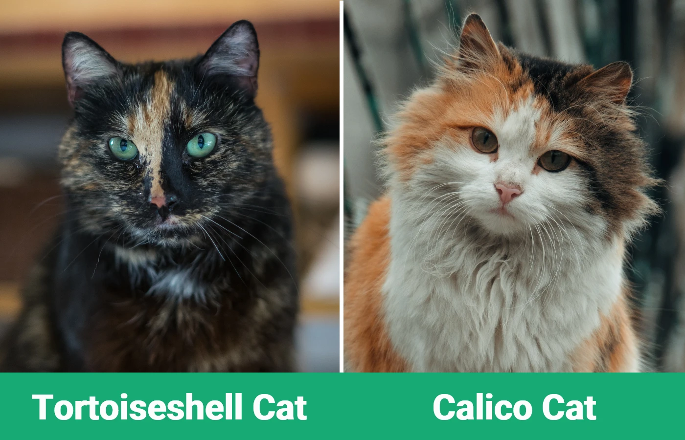 Tortoiseshell Cat Vs Calico Cat Visual Differences And Overview With Pictures Pangovet 