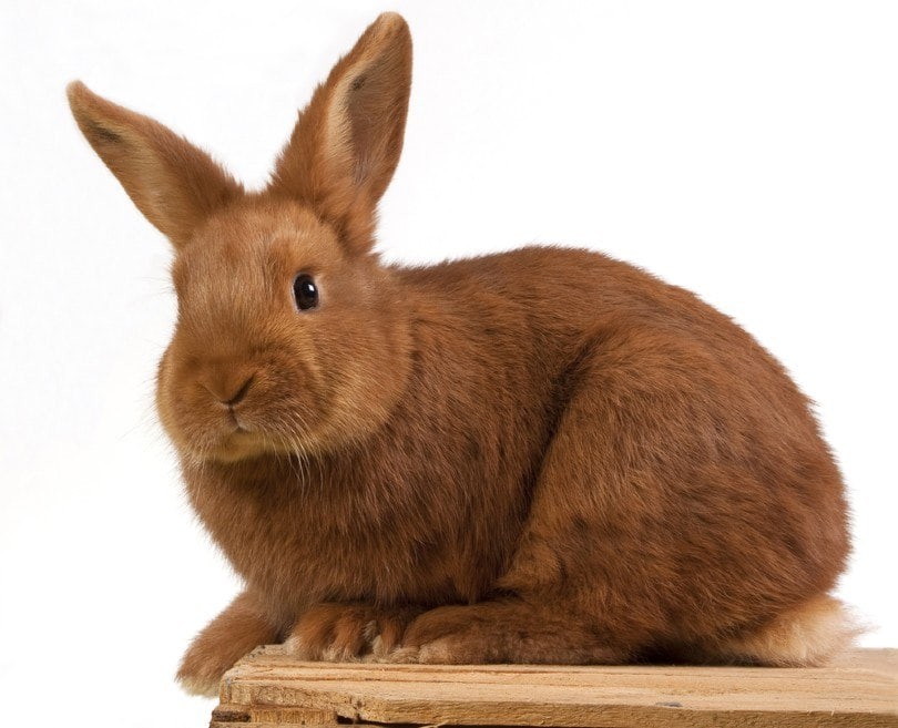 Brown Chestnut of Lorraine Rabbit: Info, Lifespan, Behavior & Care ...