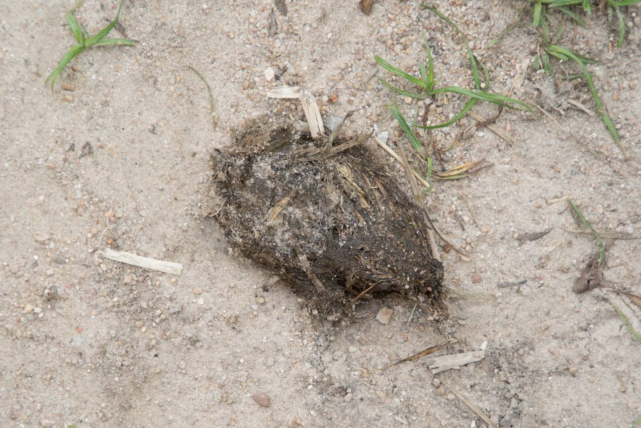 How Often Do Turtles Poop? Vet-Reviewed Facts & FAQ | PangoVet