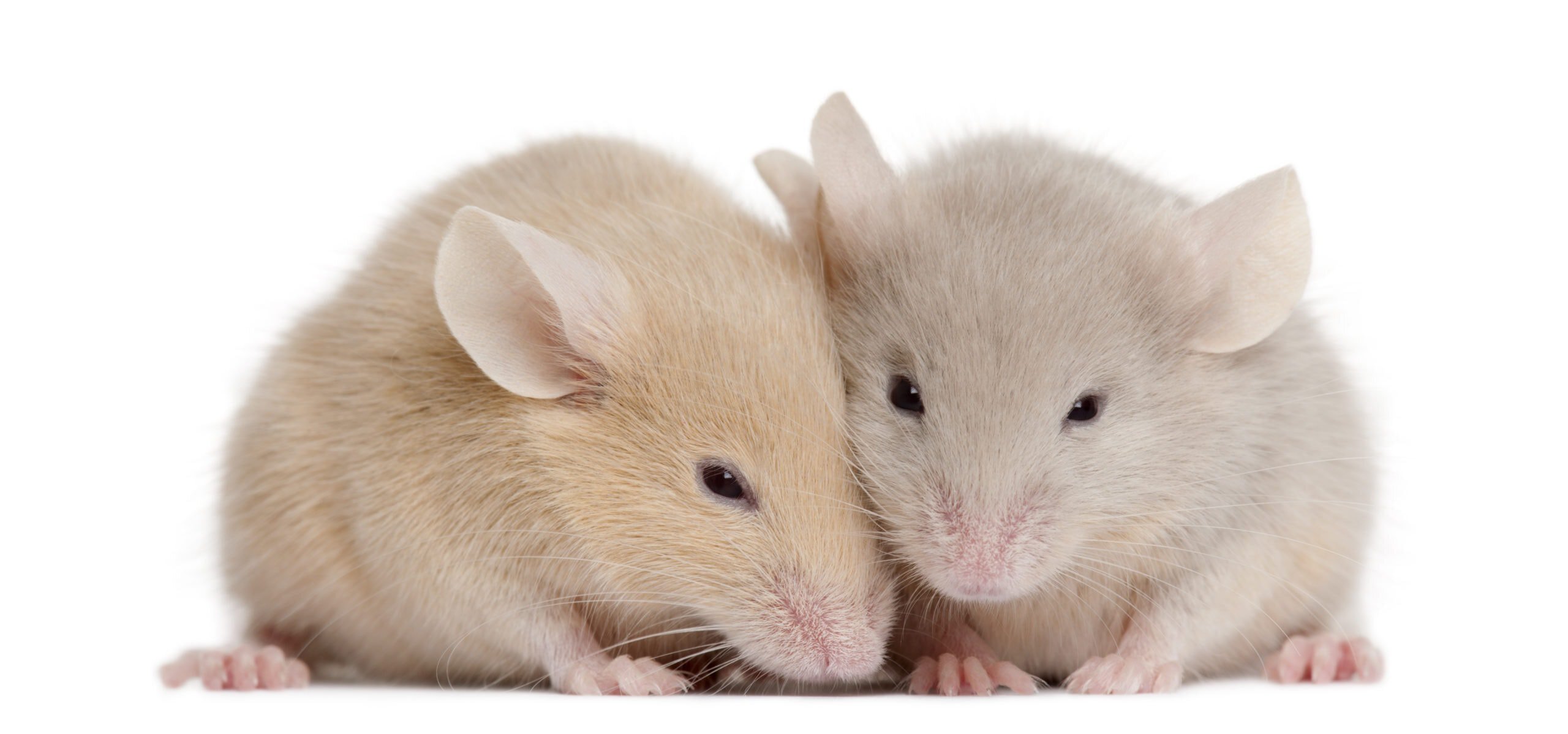 How Long Do Mice Live? Average Lifespan, Data & Care Guide | PangoVet