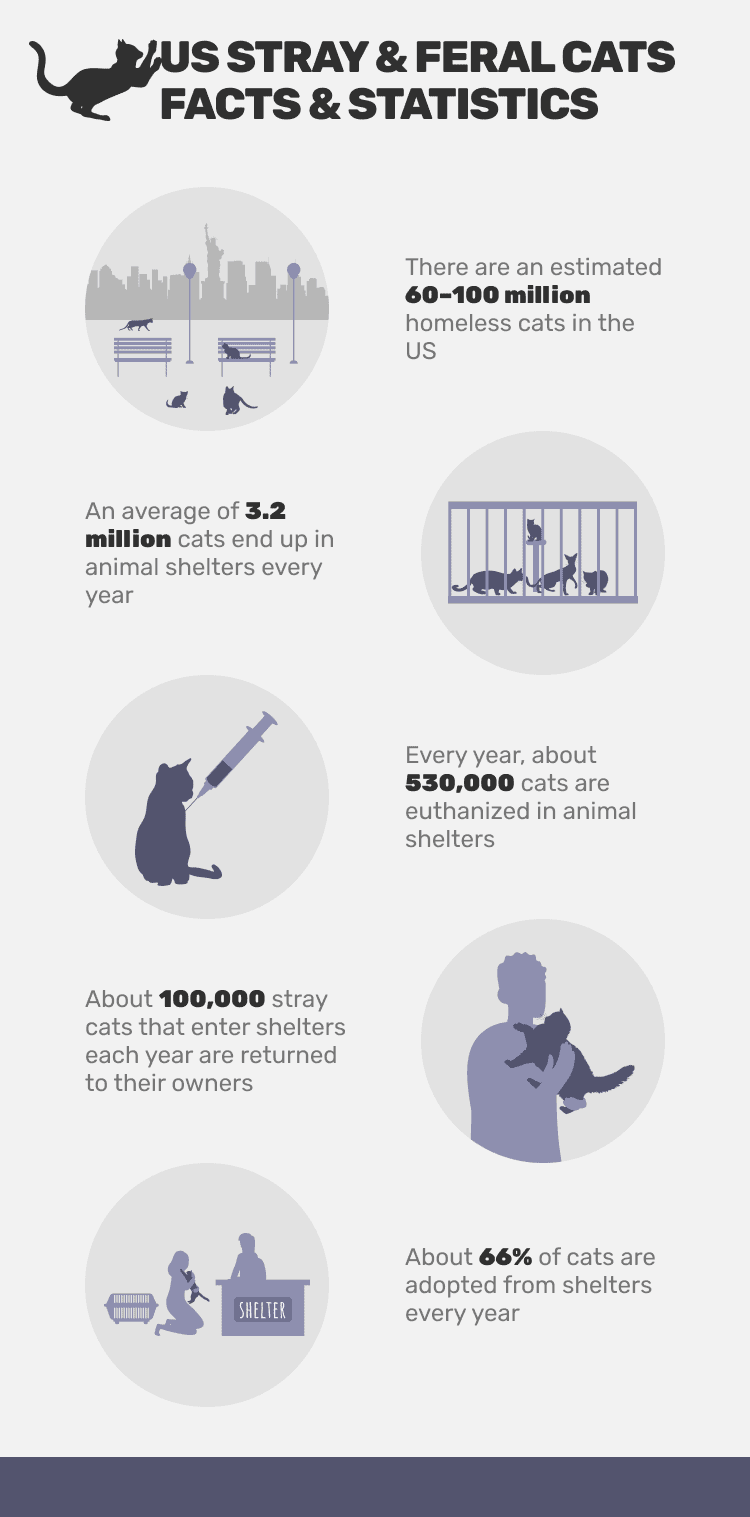 How Many Stray and Feral Cats Are There in the U.S.? 2025 Statistics to Know | PangoVet