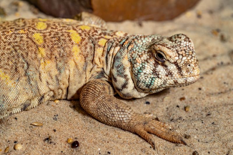 Ornate Uromastyx: Info, Pictures, Care Guide & More | PangoVet