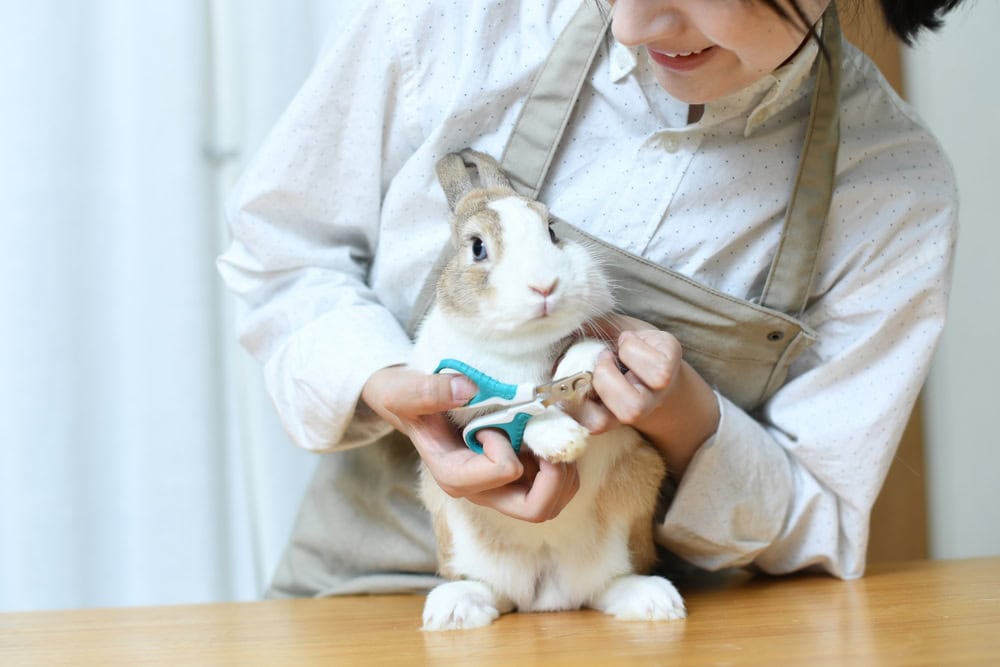 How Often Should Your Rabbit's Nails Be Clipped? (Vet Answer) | PangoVet