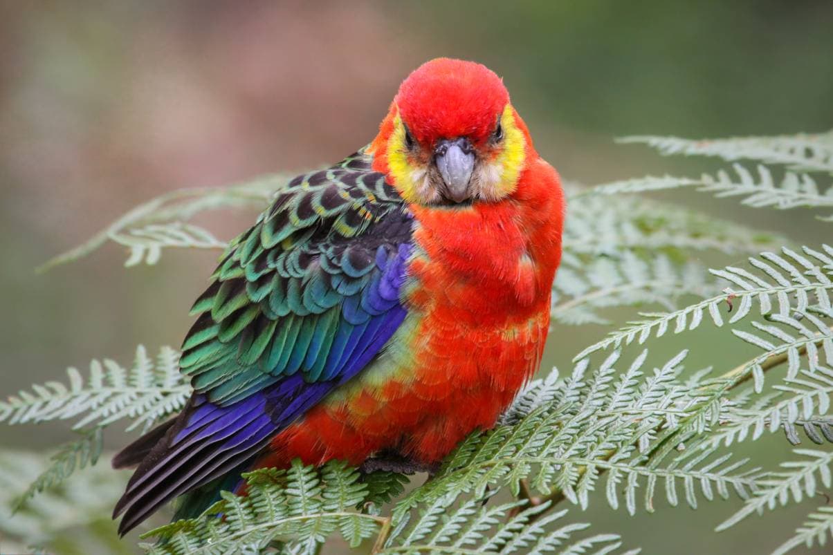 Red parakeet store