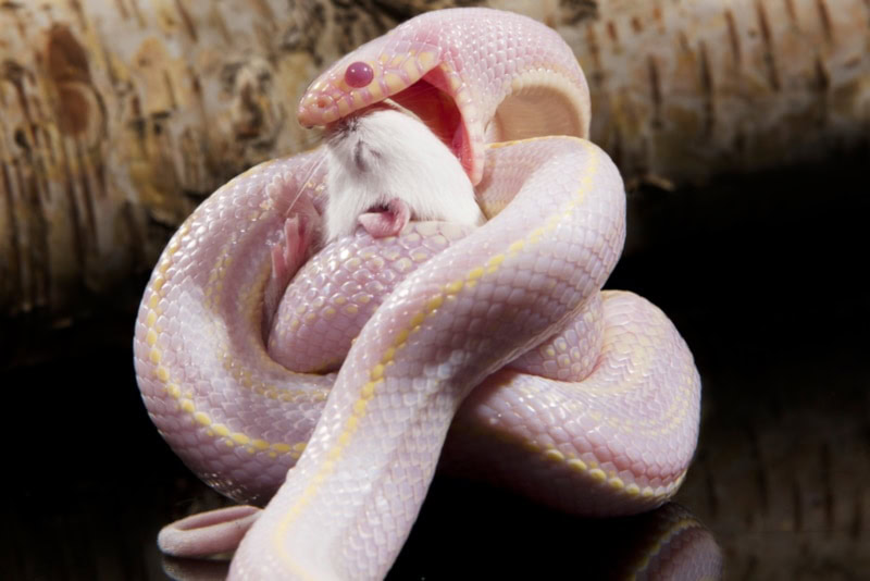 White Corn Snake: Info, Pictures, Traits, History & Care | PangoVet