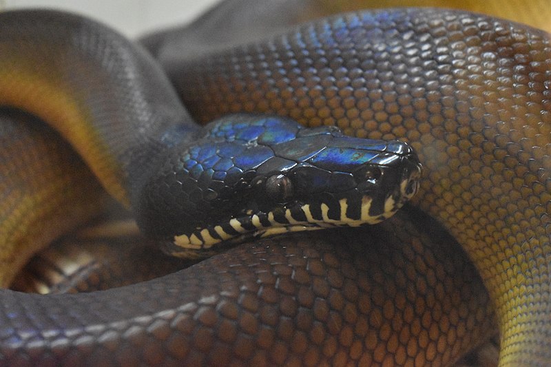 White Lipped Python: Facts, Info & Care Guide (With Pictures) | PangoVet