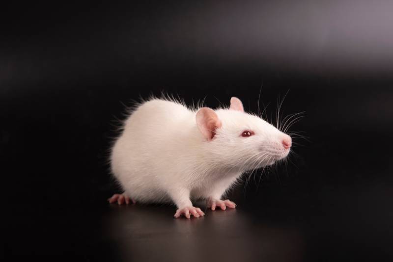 Albino Rats: 18 Amazing Facts About These White Rats | PangoVet
