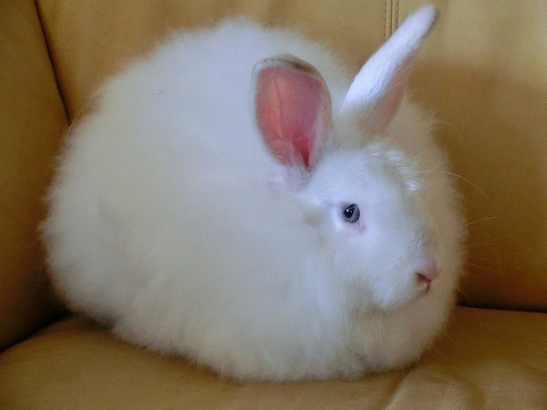 5 Fluffy Angora Rabbit Breeds: Info & Facts (With Pictures) | PangoVet