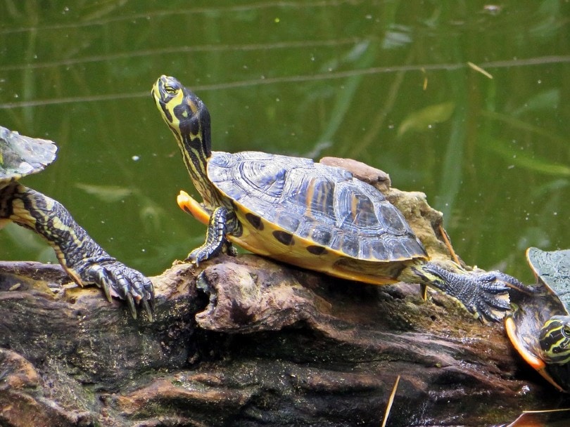 Yellow-Bellied Slider: Info, Care Guide, Varieties, Pictures, Lifespan ...