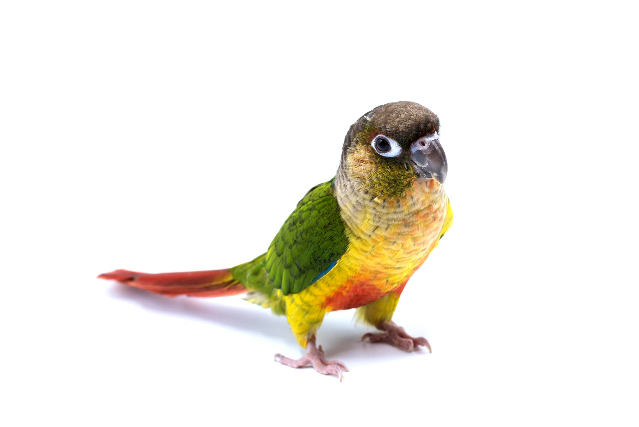 6 Green-Cheeked Conure Mutations: Info & Facts (With Pictures) | PangoVet