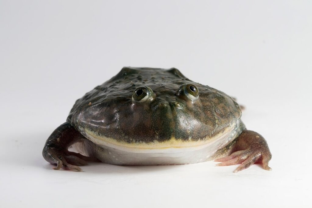 Budgett’s Frog (Lepidobatrachus Laevis): Info, Care Sheet, Lifespan ...