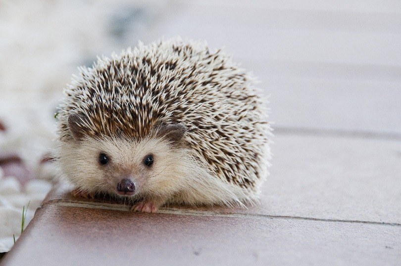 Pregnant Hedgehog Hedgehog Size And Weight And Why It Matters