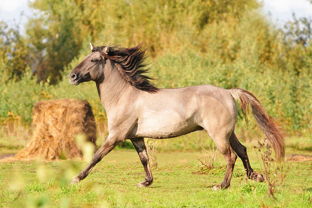 Grulla/Grullo Horse: Info, Pictures, Temperament & Traits | PangoVet