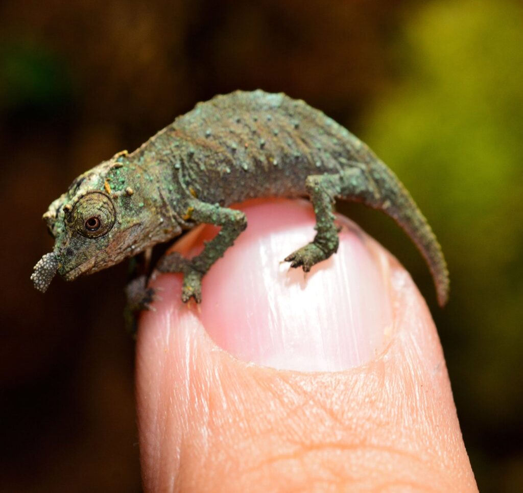 Pygmy Chameleon: Info, Care Sheet, Lifespan, and More (with Pictures ...