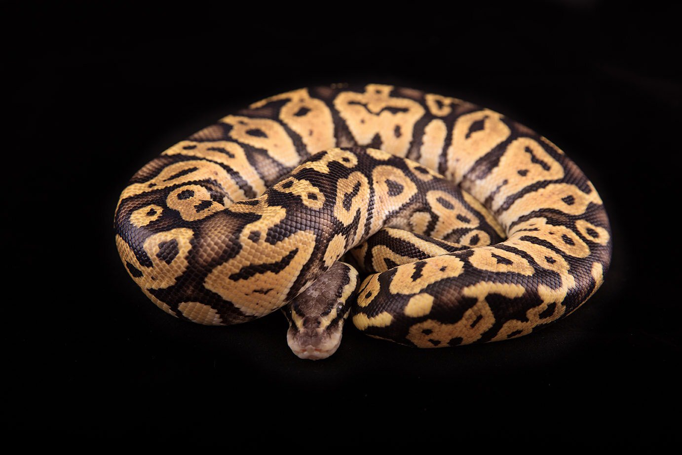 Ball Python Temperature & Humidity: The Complete Guide | PangoVet