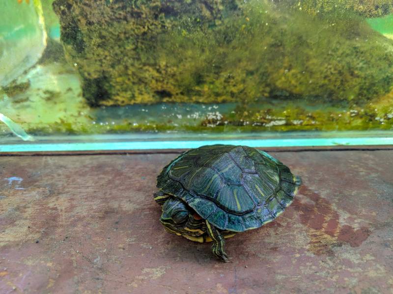 How Do Turtles Sleep? Vet-Approved Behavior, Facts, & Information | PangoVet