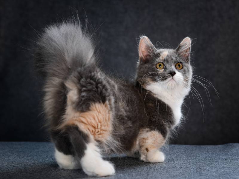 Long-Haired Munchkin Cat: Facts, Origin & History (With Info & Pictures) | PangoVet