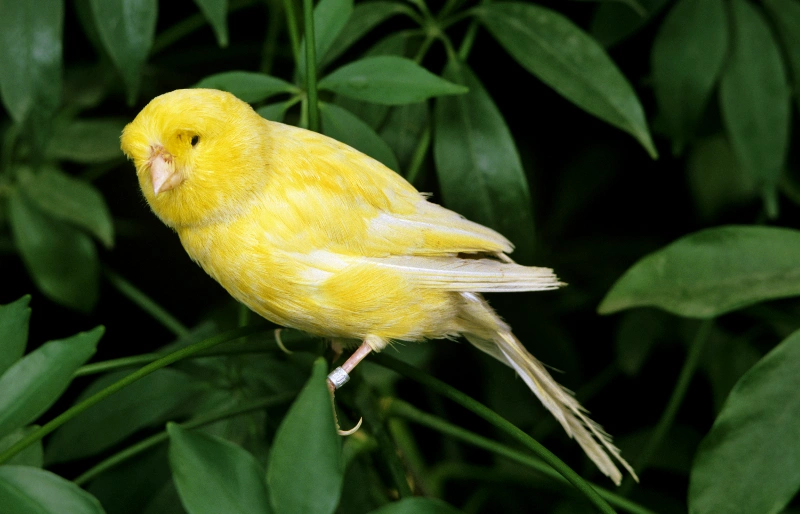 Norwich Canary Bird: Info, Pictures, Personality, Food & Care Guide ...