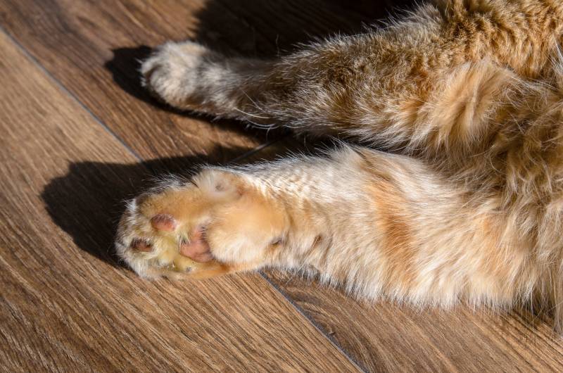 5 Common Cat Paw Problems & What to Do (Vet Answer) | PangoVet