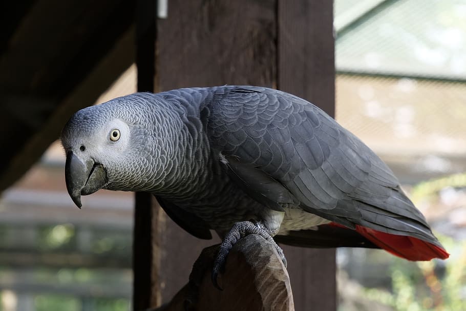 How Much Does an African Grey Parrot Cost? 2025 Price Guide | PangoVet