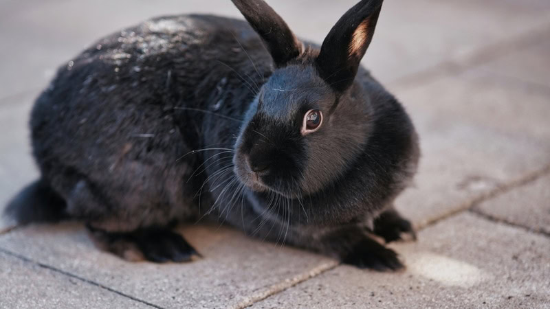 How Does a Rabbit See Compared to Humans? Vet-Approved Vision Facts ...