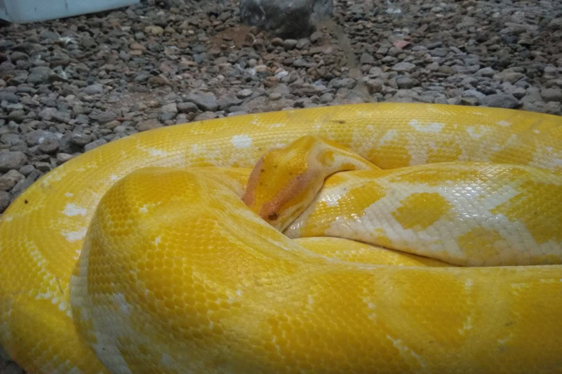 Albino Ball Python Morph: Info, Appearance, Pictures, & Care Guide ...